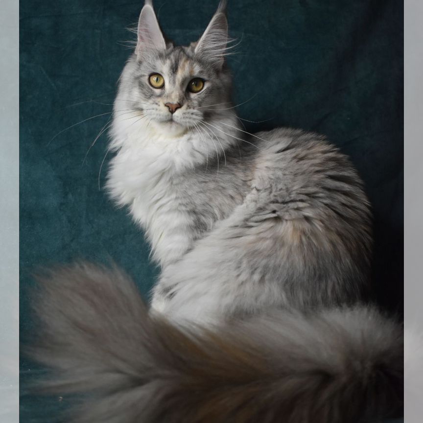 Мейн-кун котёнок