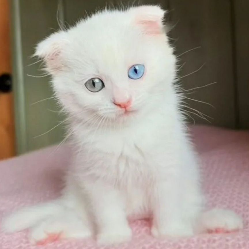 Разноглазый котенок