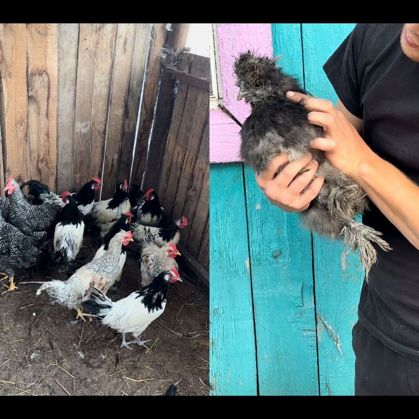 Петухи лакенфельдоры, легбара