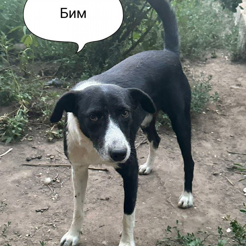 Собаки в Астрахани