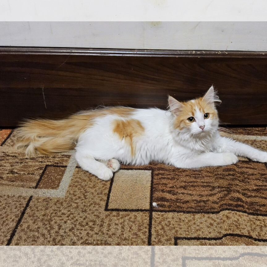 Котенок рыжий в дар отдам