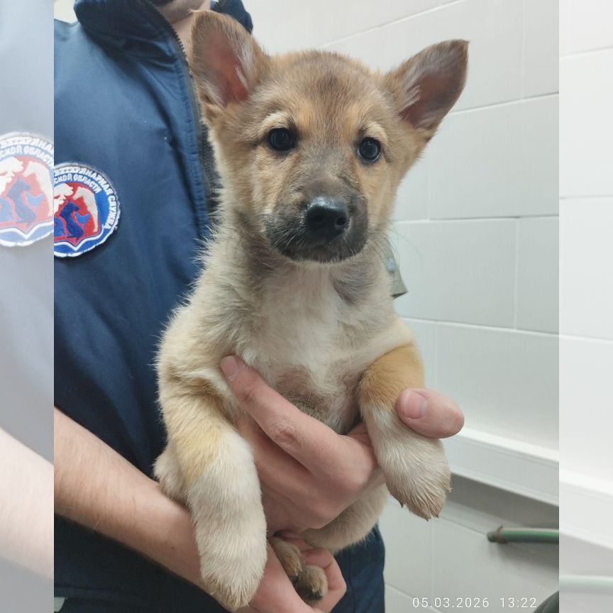 Щенок в добрые руки