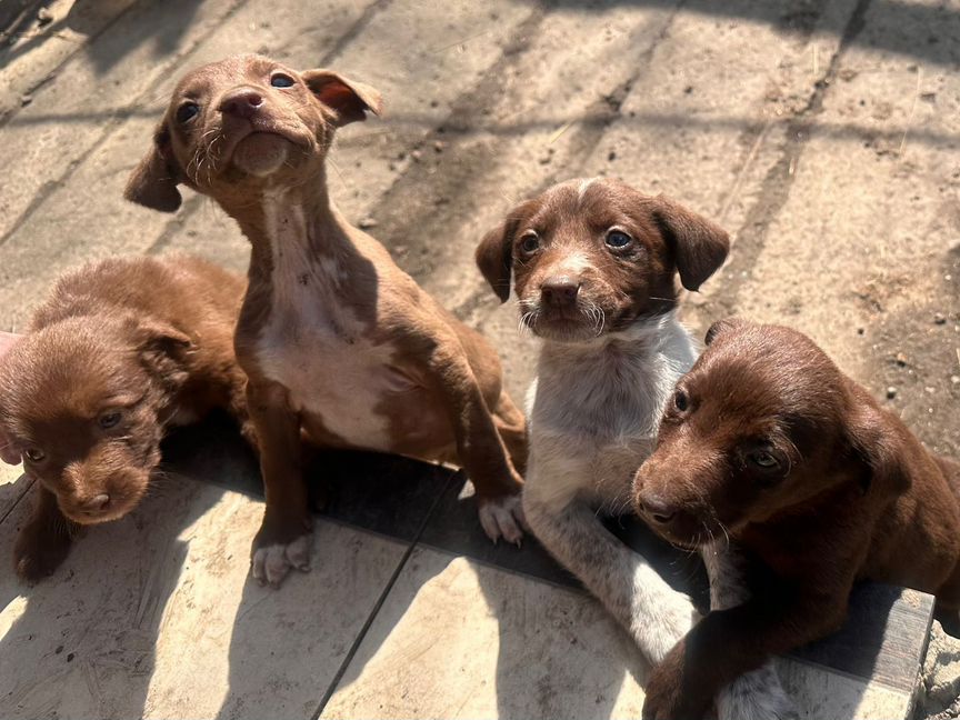 Щенок в добрые руки бесплатно