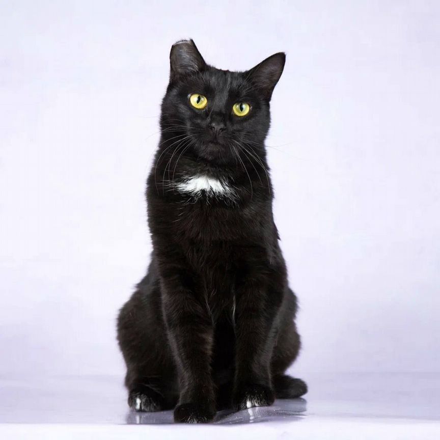 Кошечка Сабрина в добрые руки