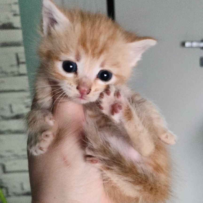 Котёнок в добрые руки