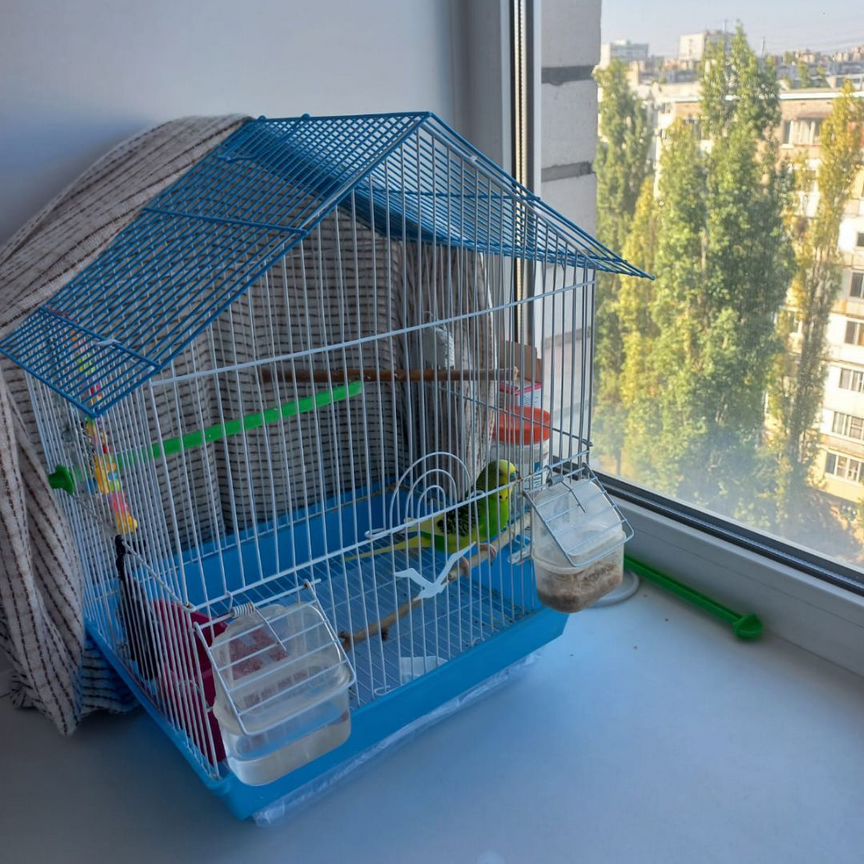 Волнистый попугай с клеткой
