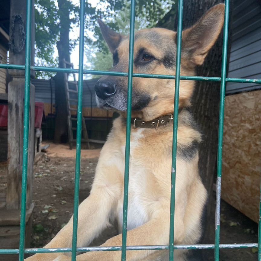 Джексон в поисках семьи