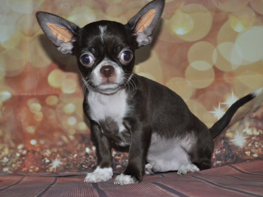 Шоколадный красавчик