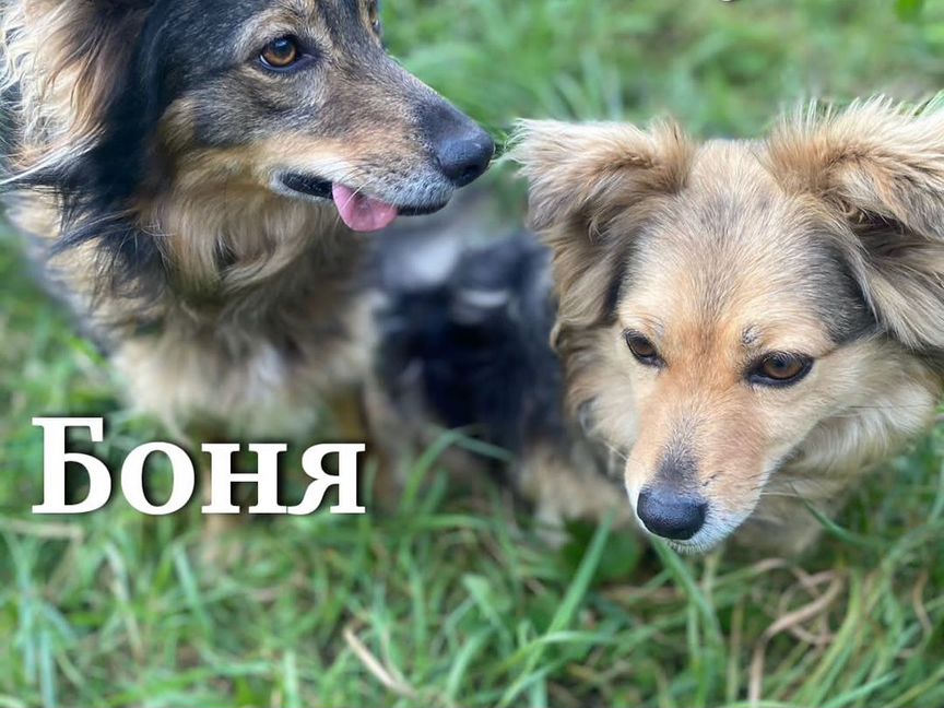 Ищут дом