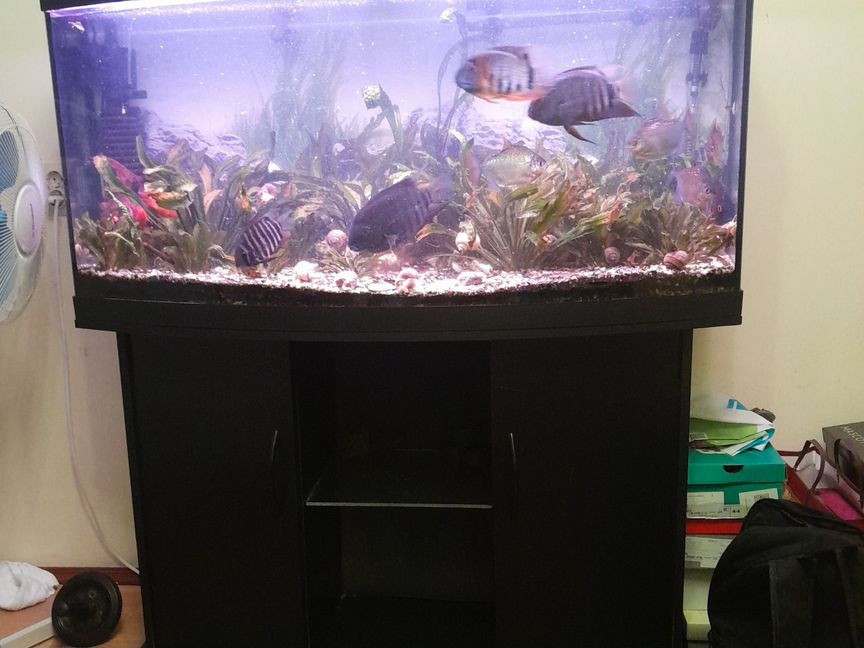 Аквариум с тумбой 300 литров и рыбками
