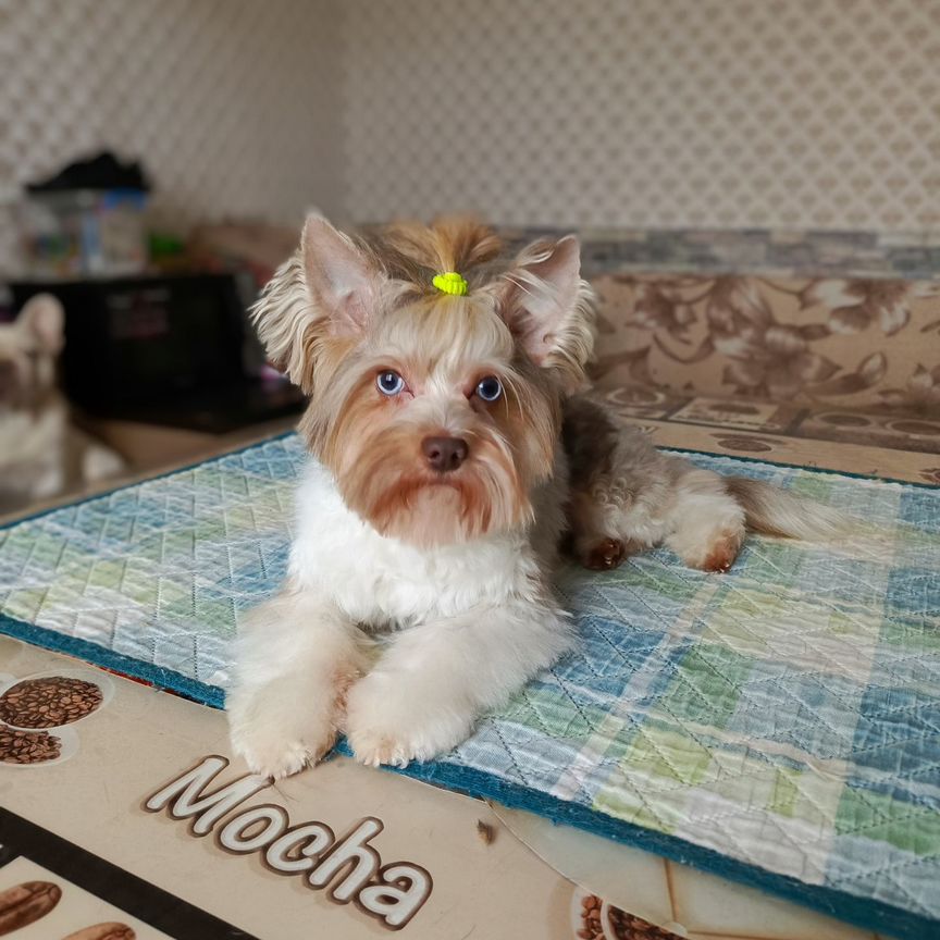 Красавчик с голубыми глазками