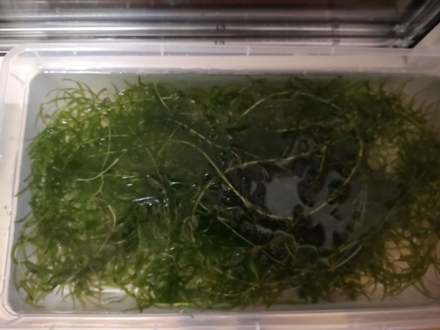 Аквариумное растение элодея