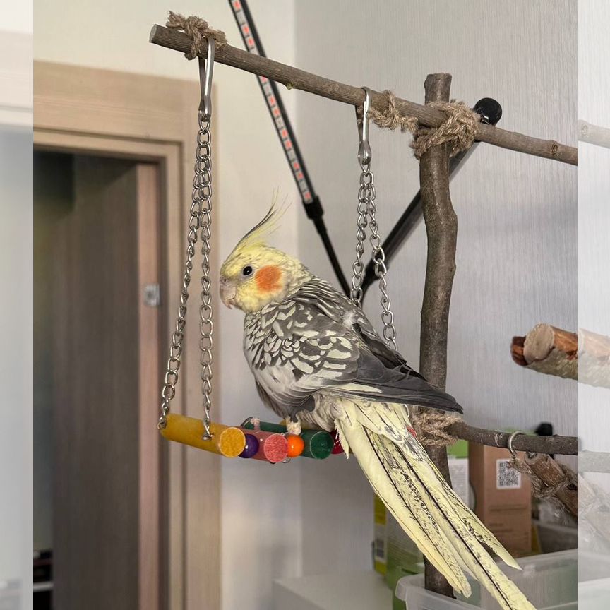 Попугай корелла птенец мальчик