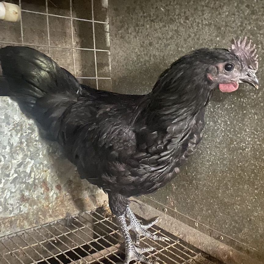 Петушок Ухейилюй 3 месяца