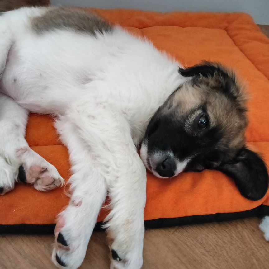 Славная девочка щенок ищет дом