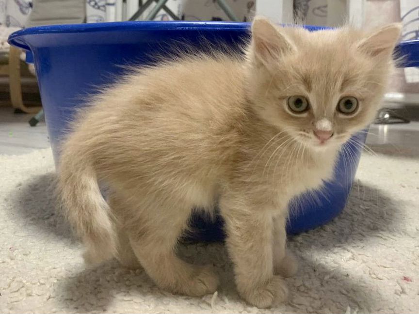 Миленькие котятки