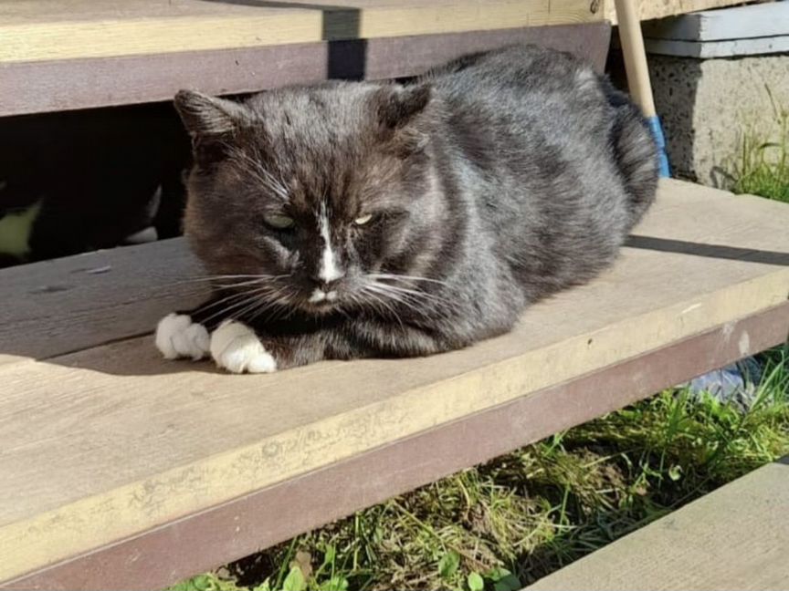 Молодой котик пропадет на дачах