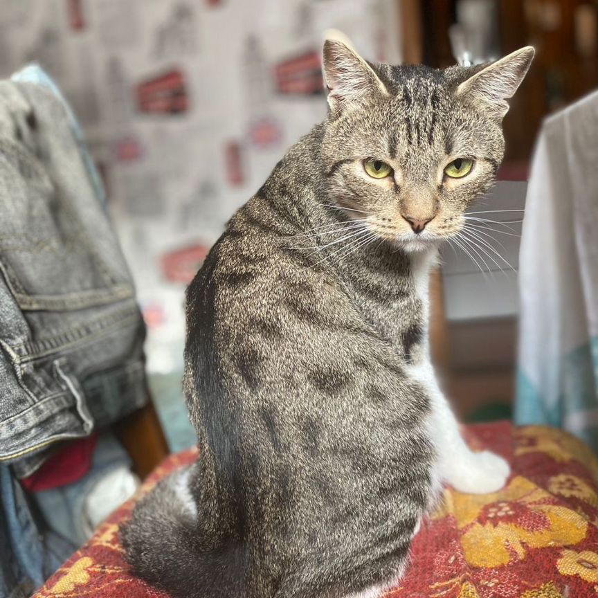 Молодой, ласкoвый котишка, в добрые руки