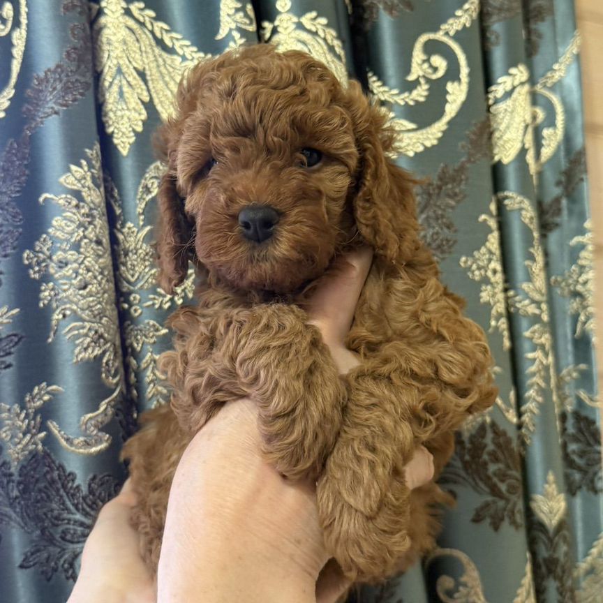 Той-пудель, щенок