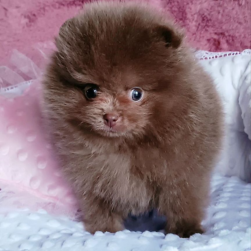 Померанский шпиц мини мишка