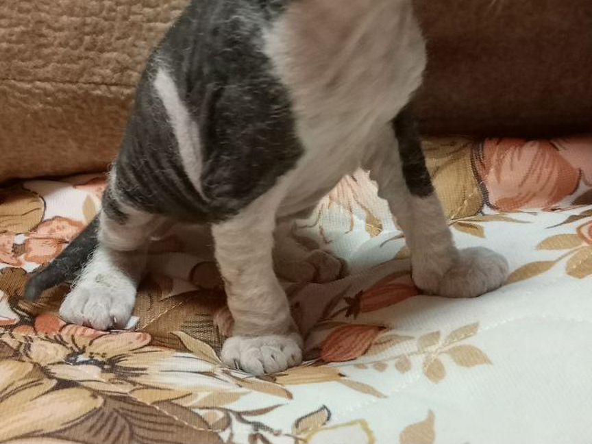 Донской сфинкс котята