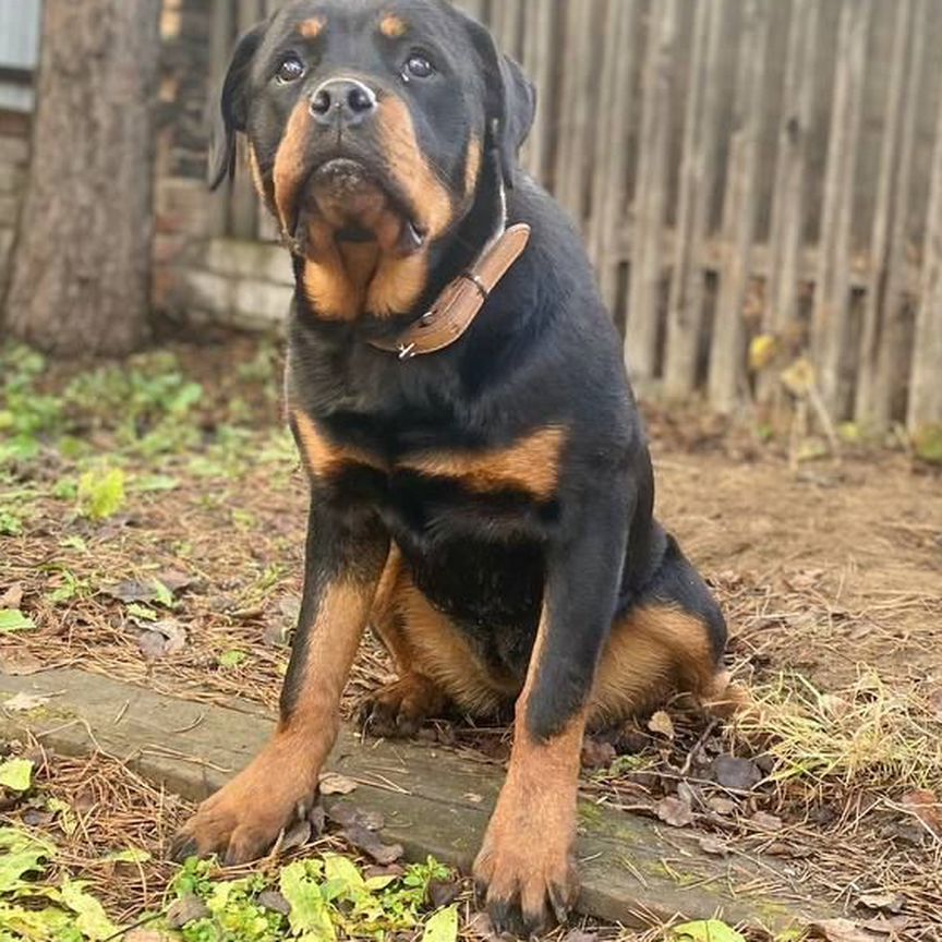 Ротвейлер, щенок