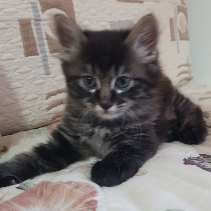 Котята курильский бобтейл