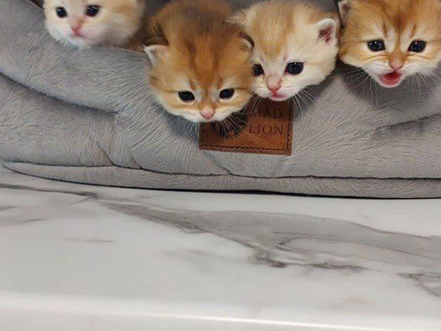 Золотая шиншилла