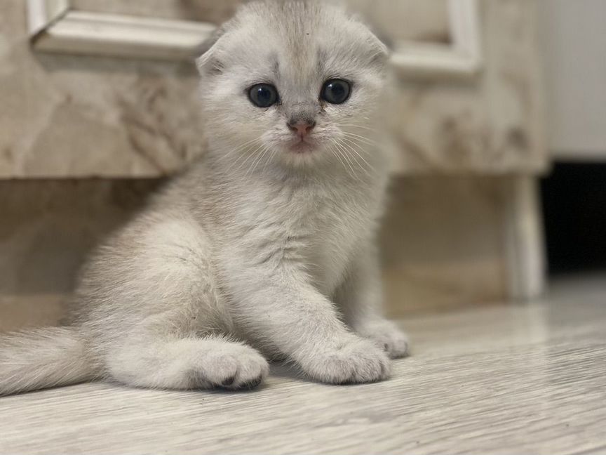 Продаються котята скотиш-страйт и скотиш фолл