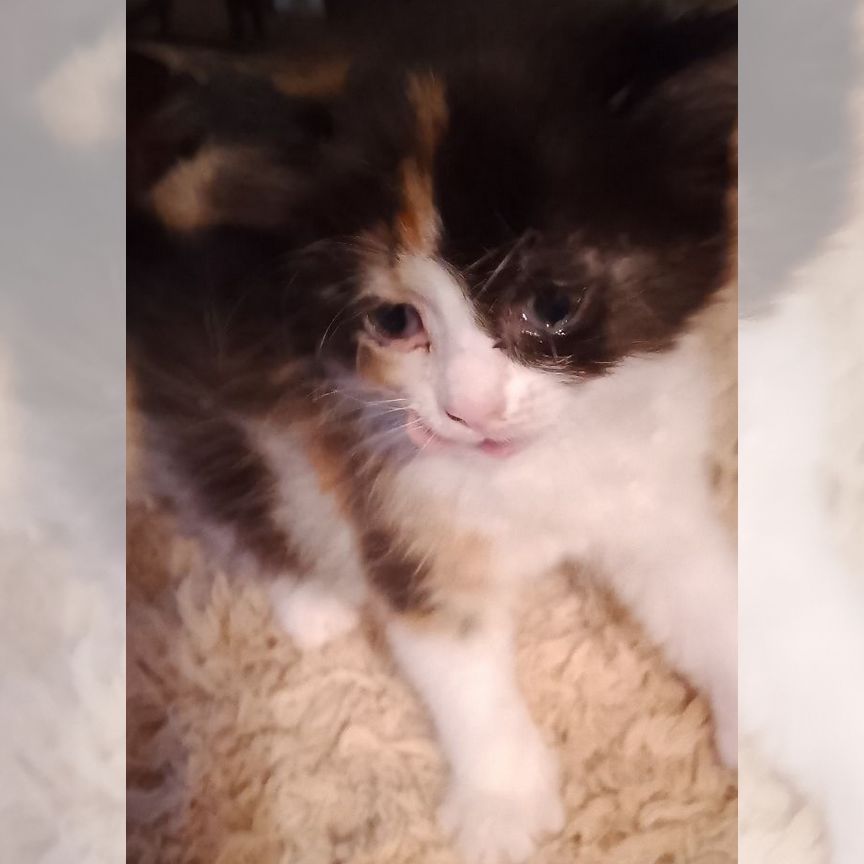 Котёнок в добрые руки