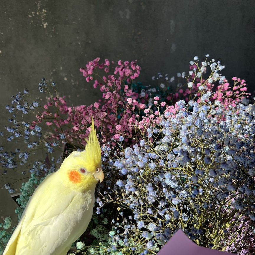 Попугай корелла птенец