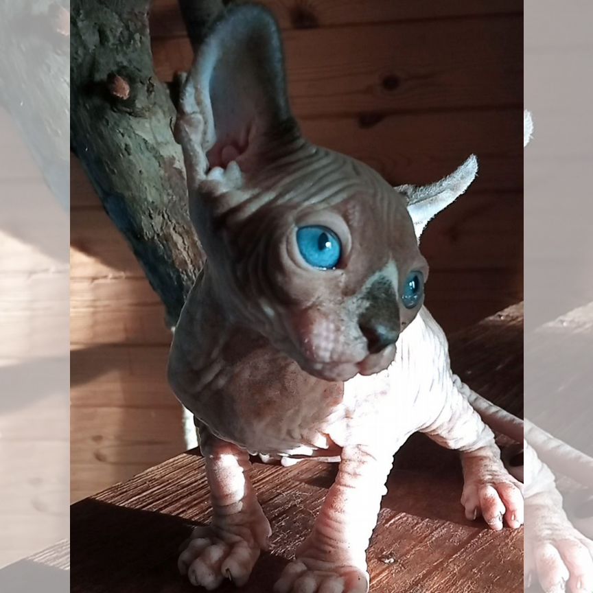 Канадский сфинкс котёнок