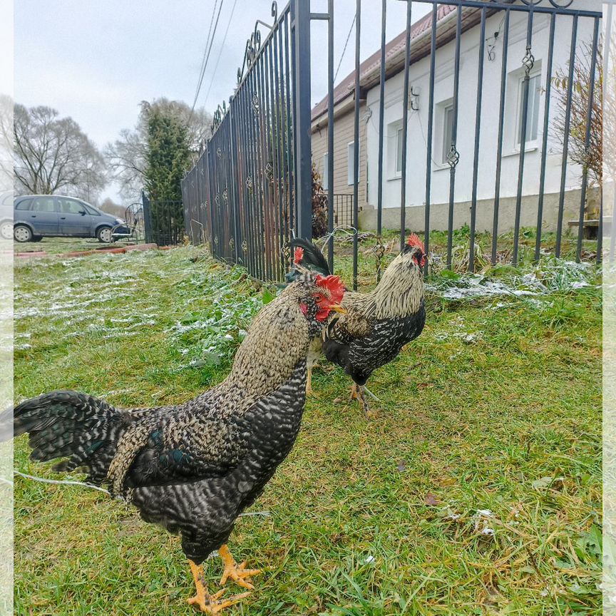 Молодые петушки