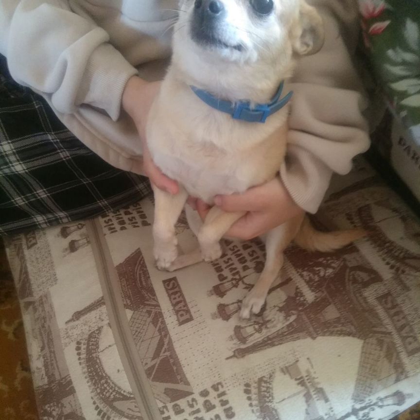 Собачки даром