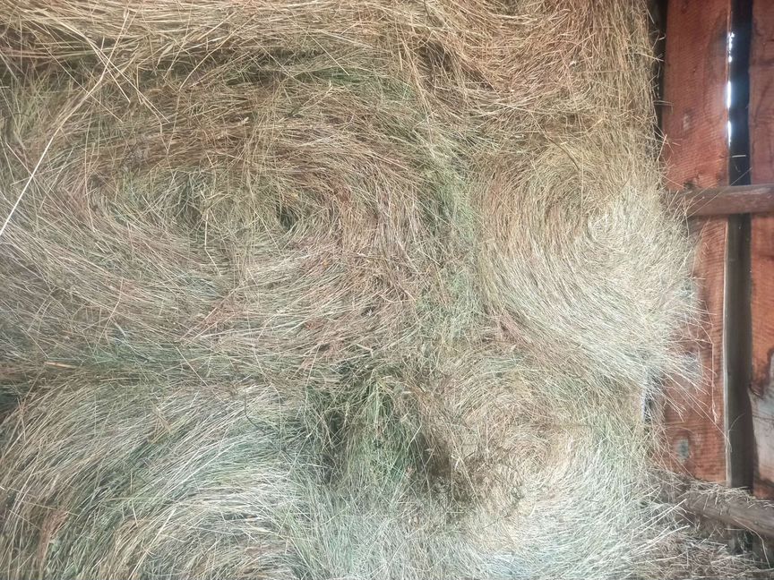 Сено в рулонах доставка