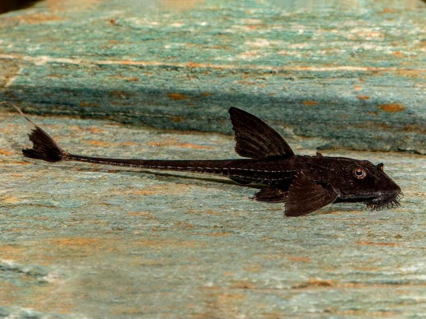 Сом Лорикария Симилима Своя (Loricaria Similima F