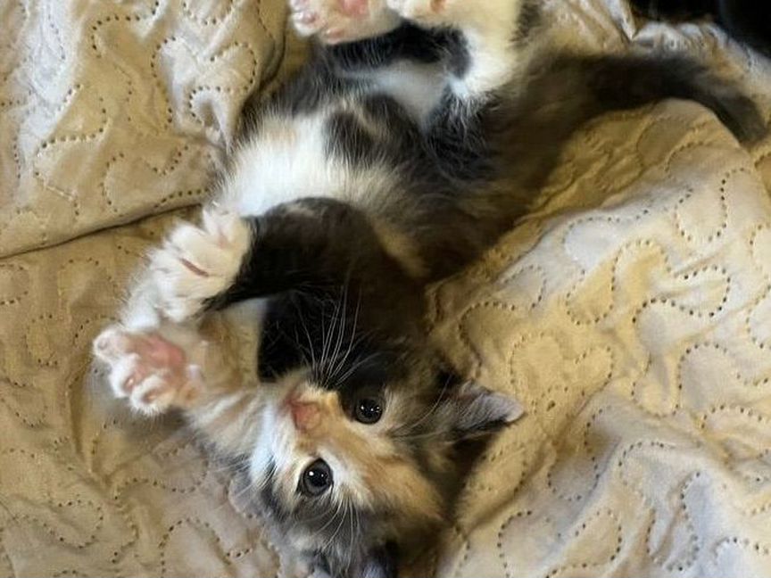 Кошка