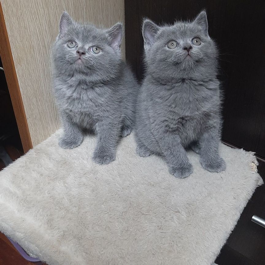 Британские котята