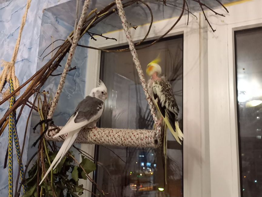 Попугай карелла пара