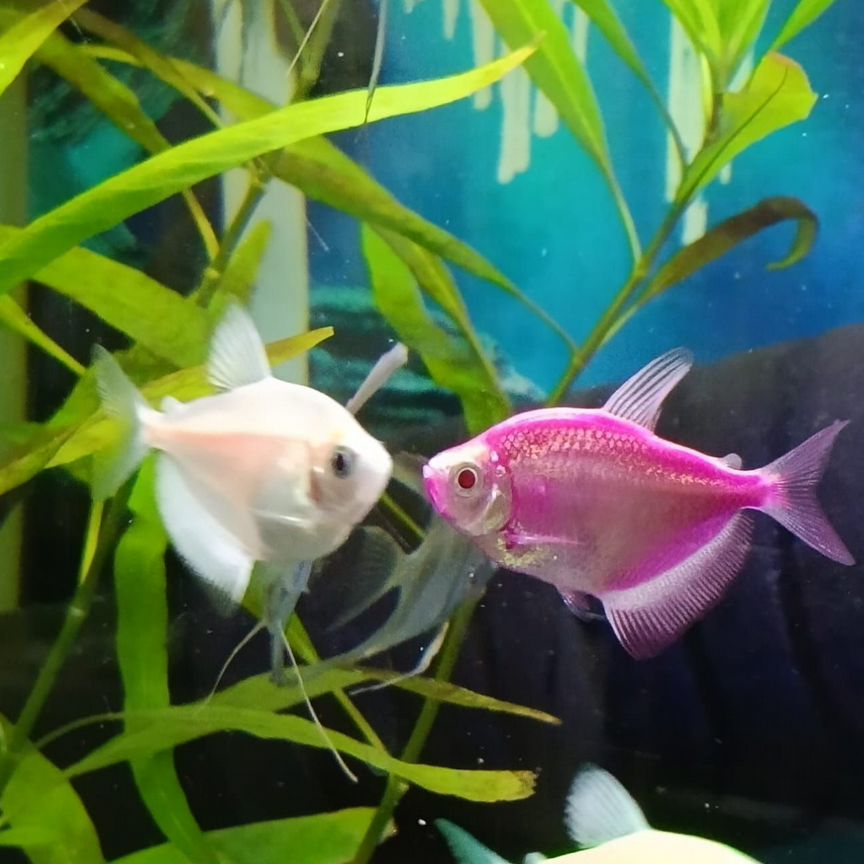 Две взрослые тернеции