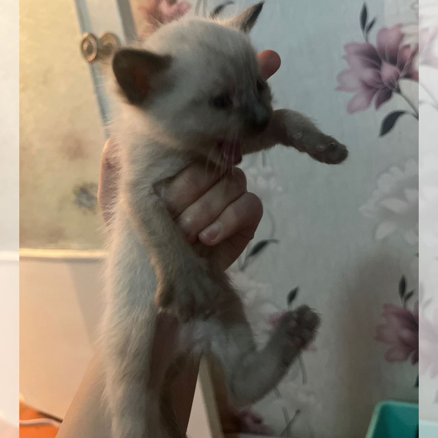 Котёнок в добрые руки