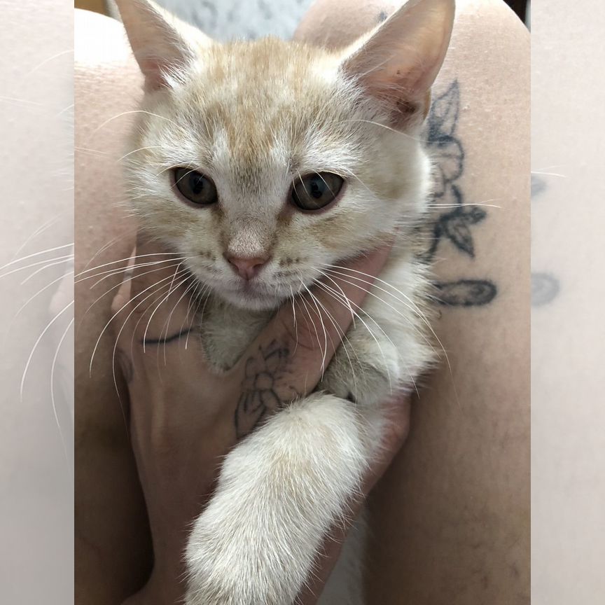 Шотландский прямоухий короткошёрстный котёнок