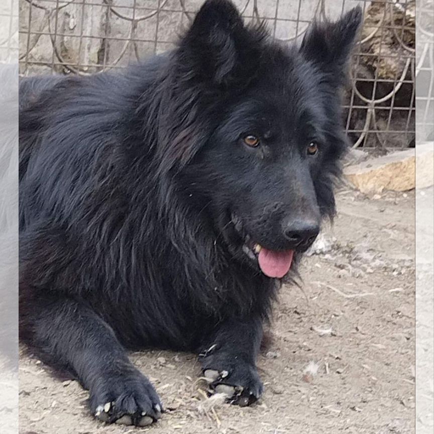 Немецкая овчарка, щенок