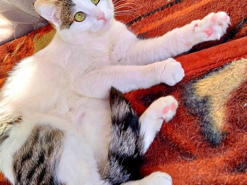 Кот в добрые руки