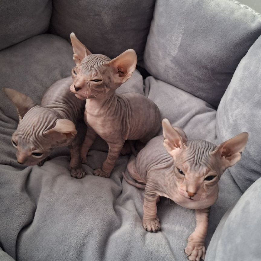 Донской сфинкс котёнок