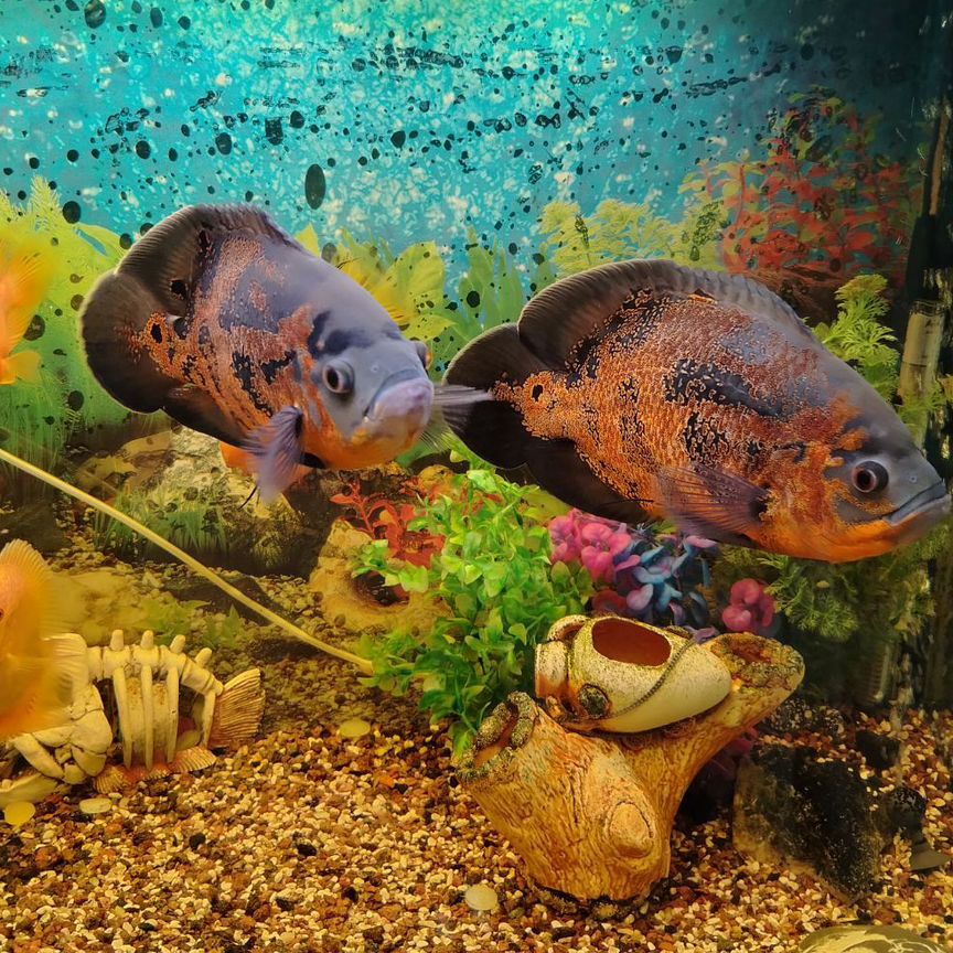 Мальки астронотуса