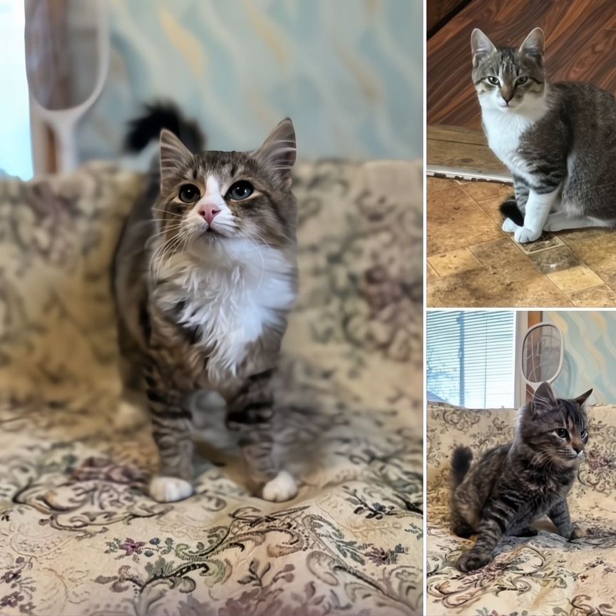 Рагамаффин котёнок