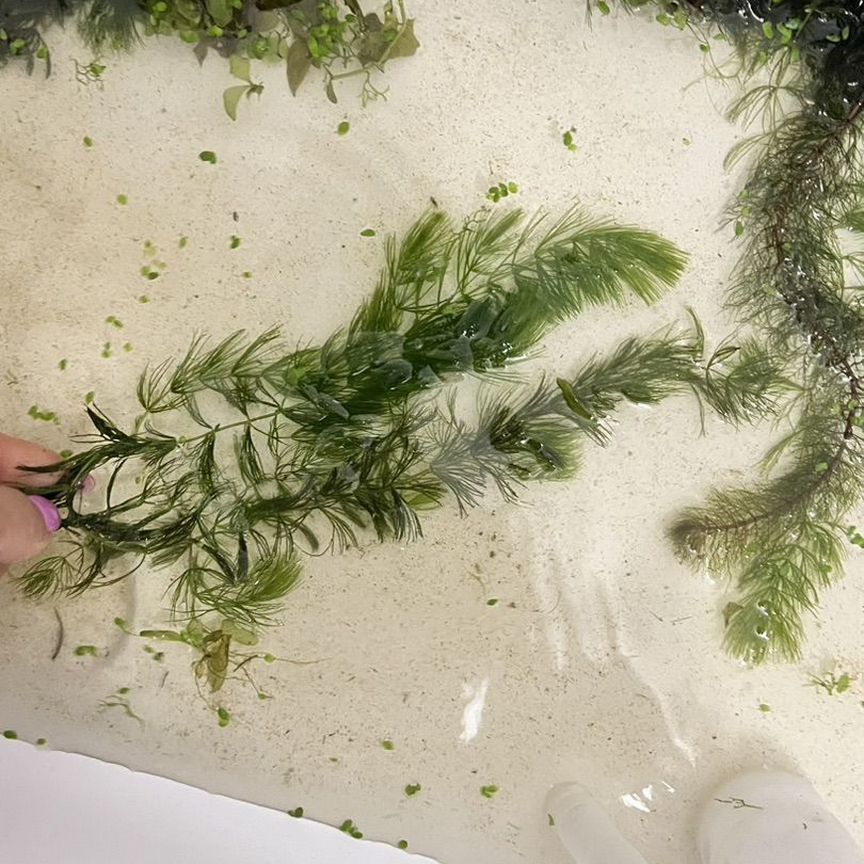 Роголистник