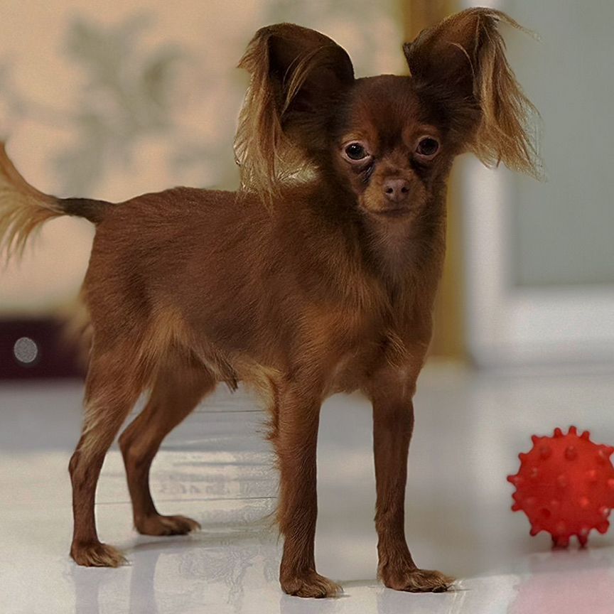 Русский той терьер длинношерстный вязка