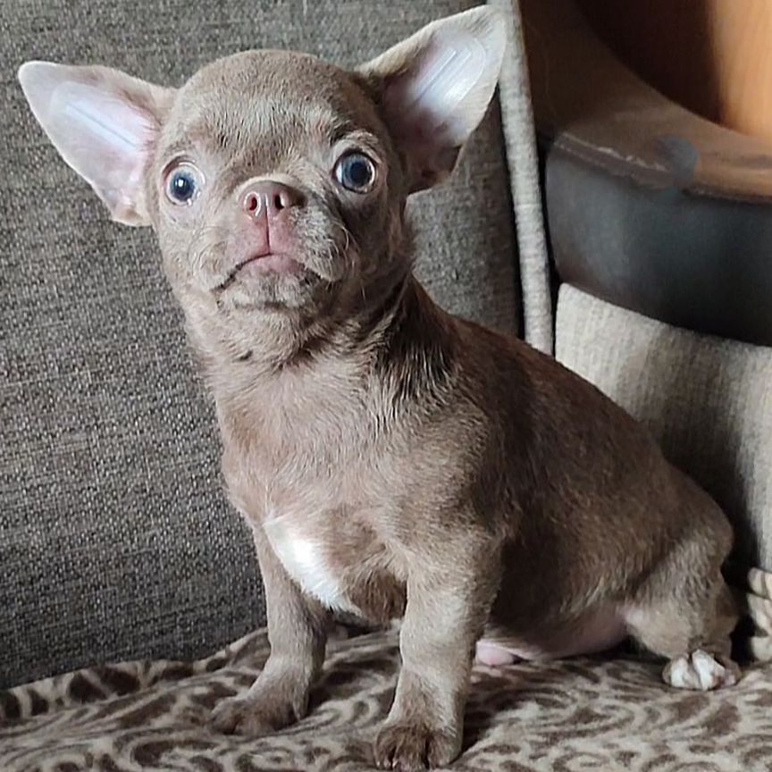 Лиловый крепышок